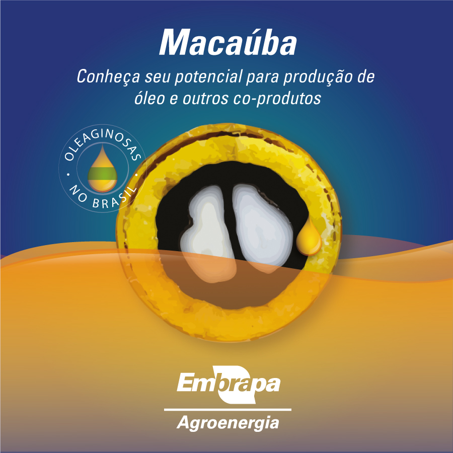 Oleaginos no Brasil - MACAÚBA