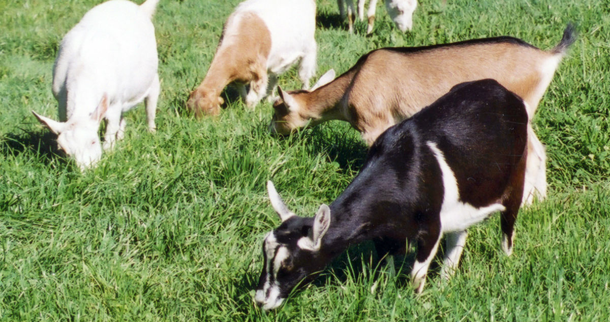 Normas por Especie - Caprinos