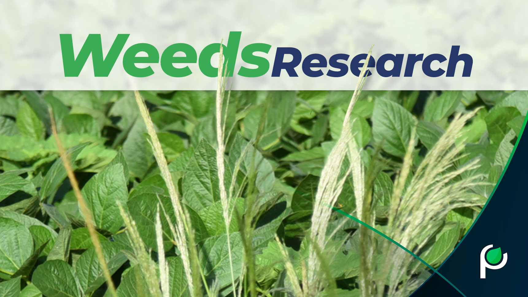 Weeds Research • Phytus